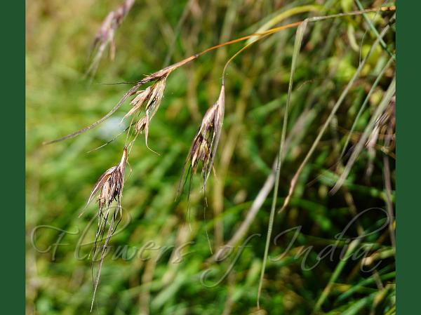 Themeda quadrivalvis - Grader Grass